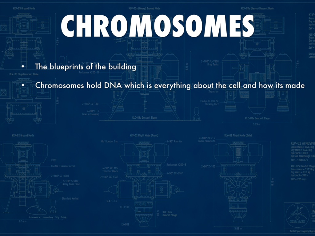 Cell Project by Liam Worms