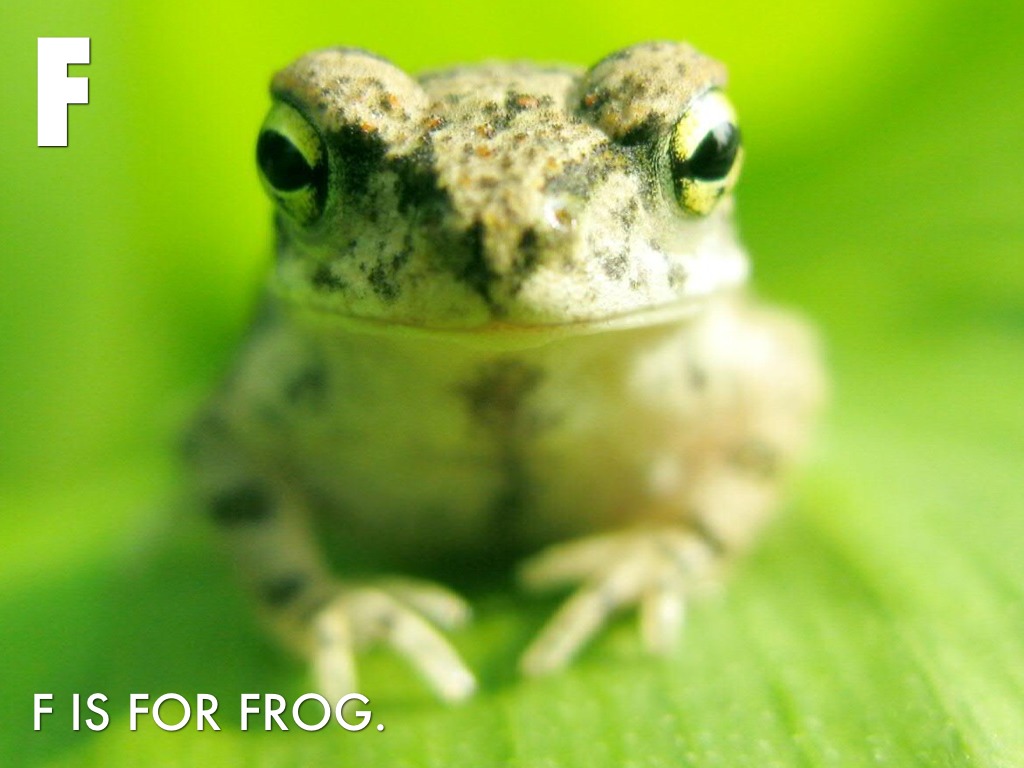 Animal Alphabet by kavaroots