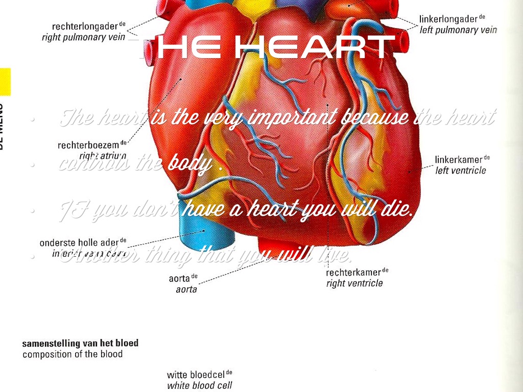 Circulatory System by Marbella Julian