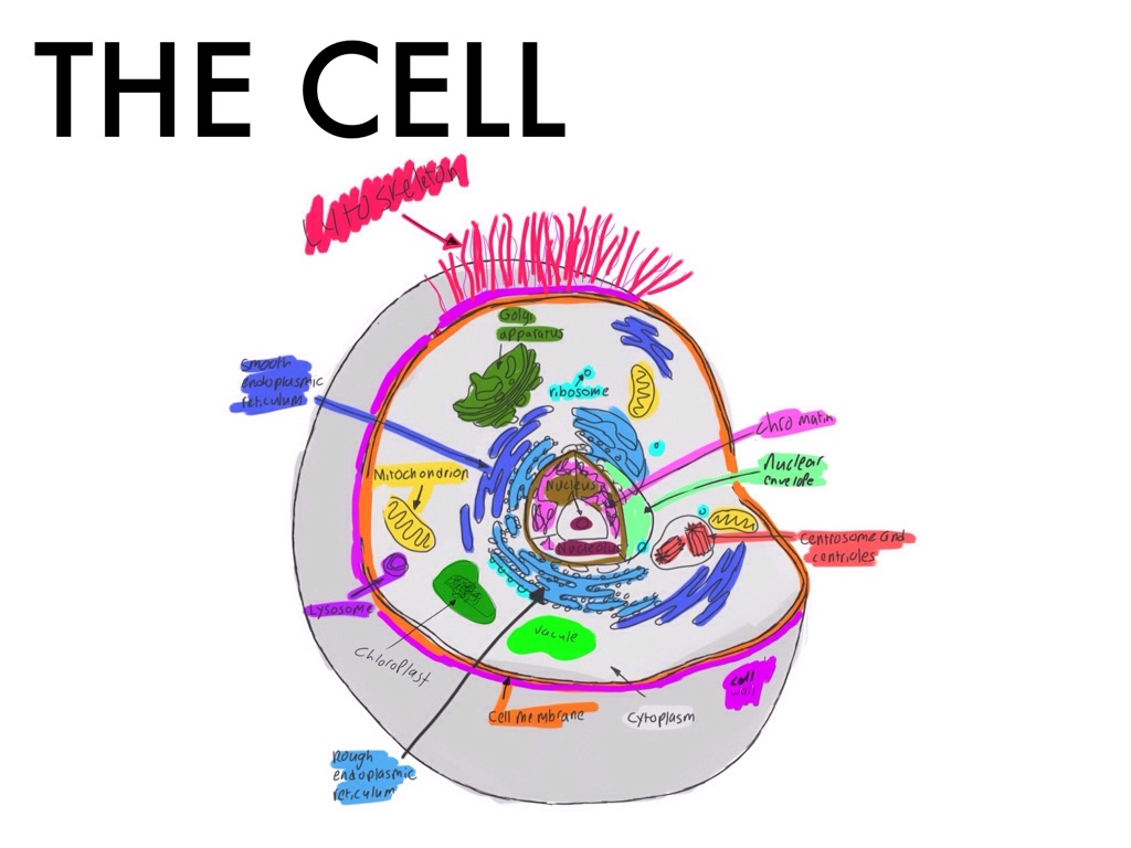 Bio Cell Project by Courtney S