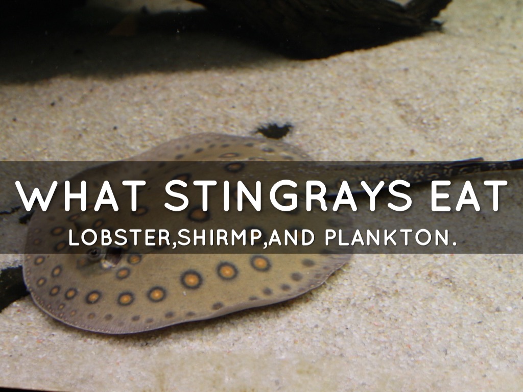 Stingrays by langstonlmc