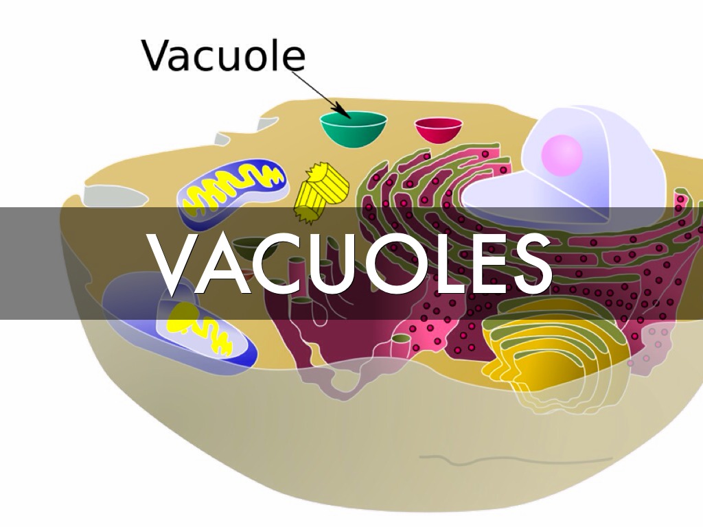 Animal Cell Diagram With Vacuole Labeled Functions And Diagram Animal Cell Diagram With Vacuole Labeled Functions And Diagram