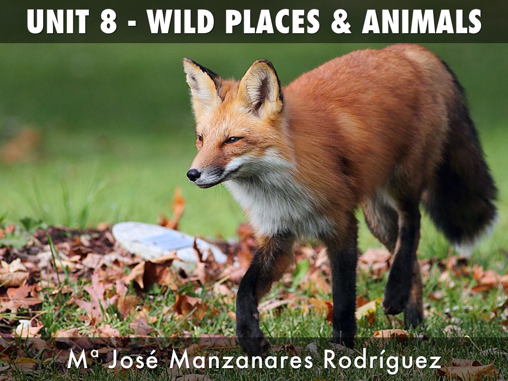 Unit 8 - Wild Places & Animals by Maria José Manzanares