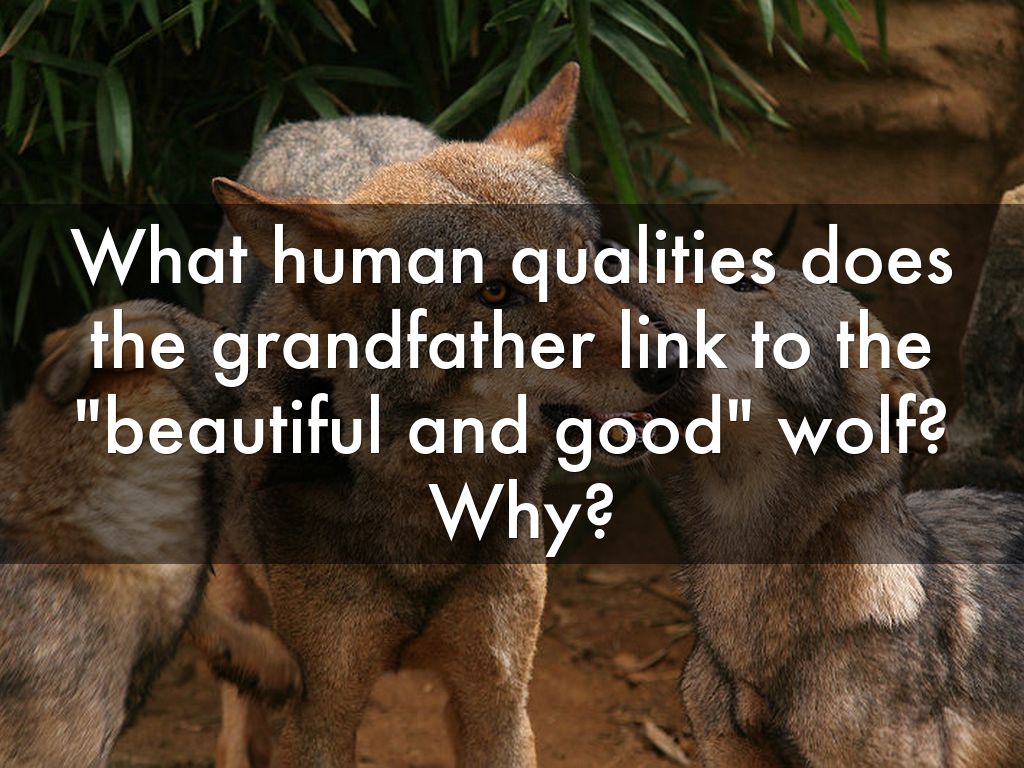 Watch the Two Wolves video for gist: What is the text