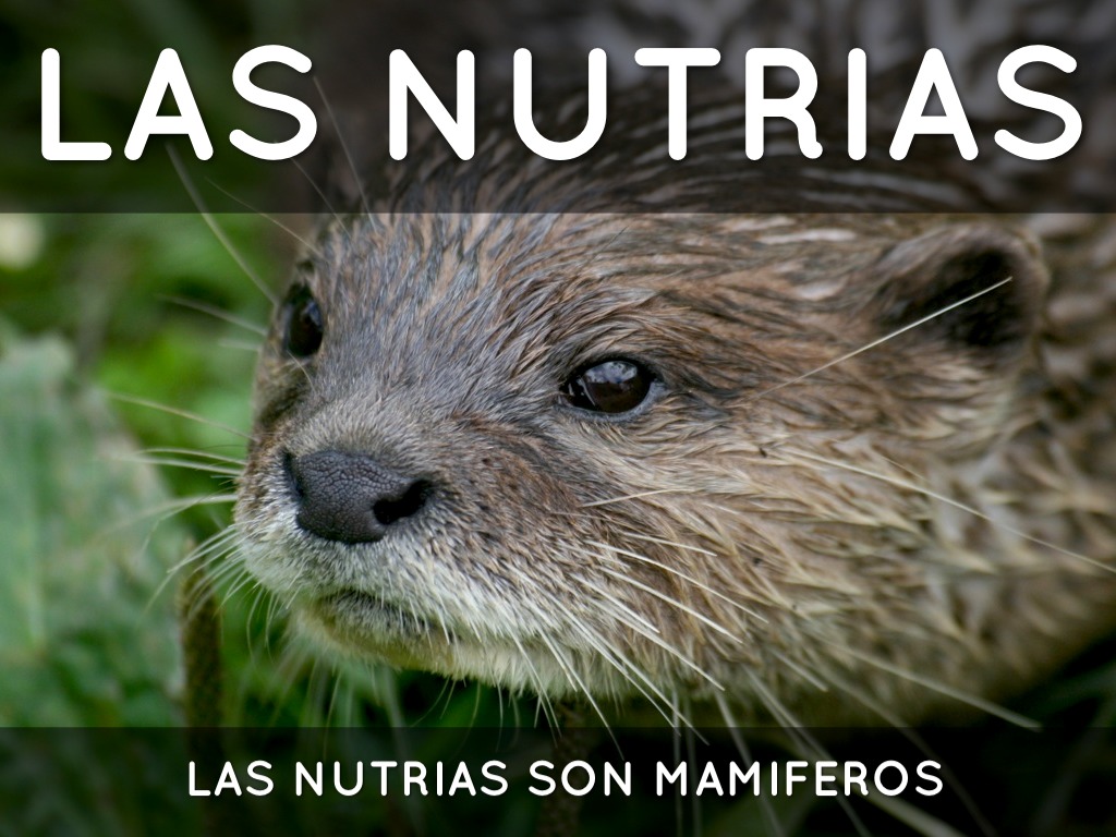 Las Nutrias by Kathleen Glenn