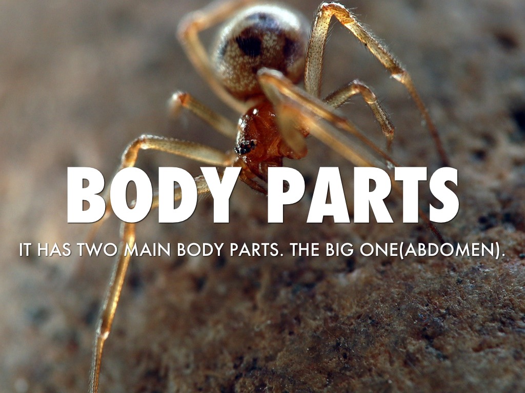 Tarantulas by Randy Hollinger