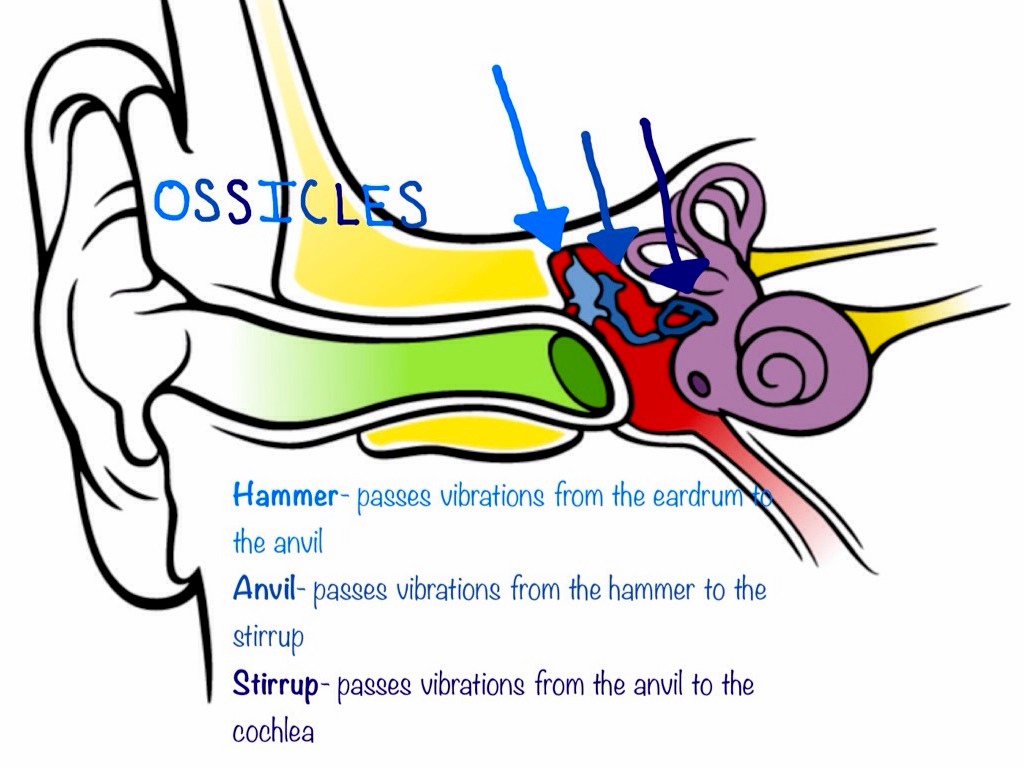 Ear Journey by Jenna Massoud