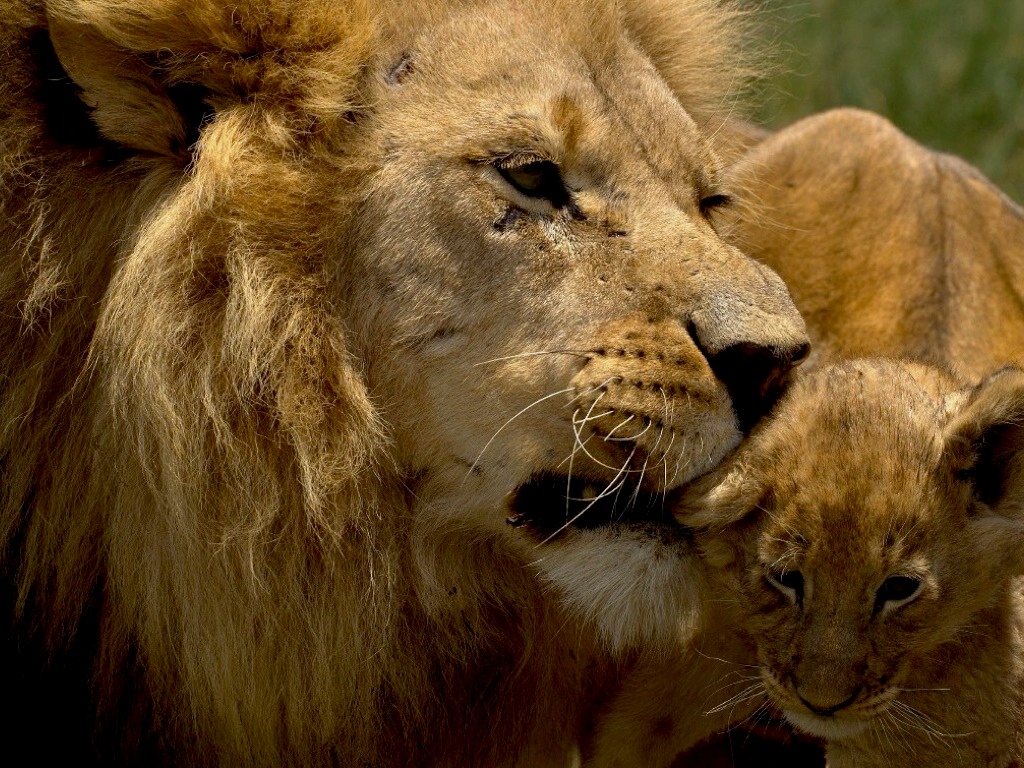 All About Lions by Virginia Pugh