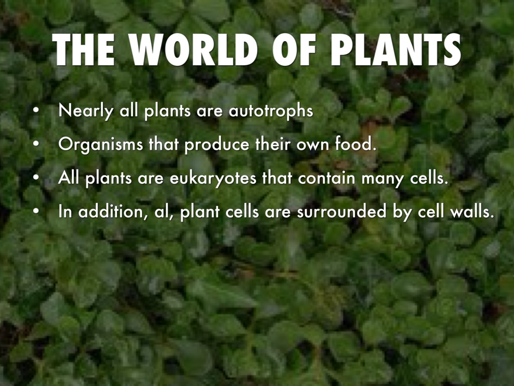 The World Of Plants by Dylan Reynolds