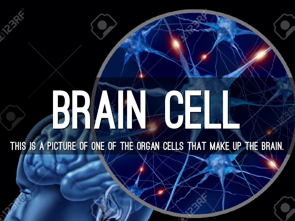 Brain by Ajay Twedt