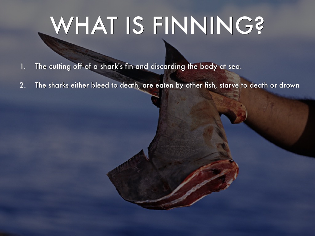 Copy of Finning by Savannah Ponte