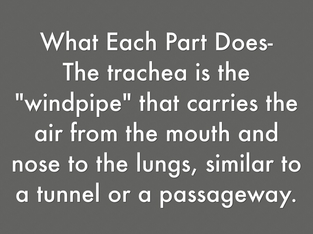 Human Body Systems by Ziba Akbar