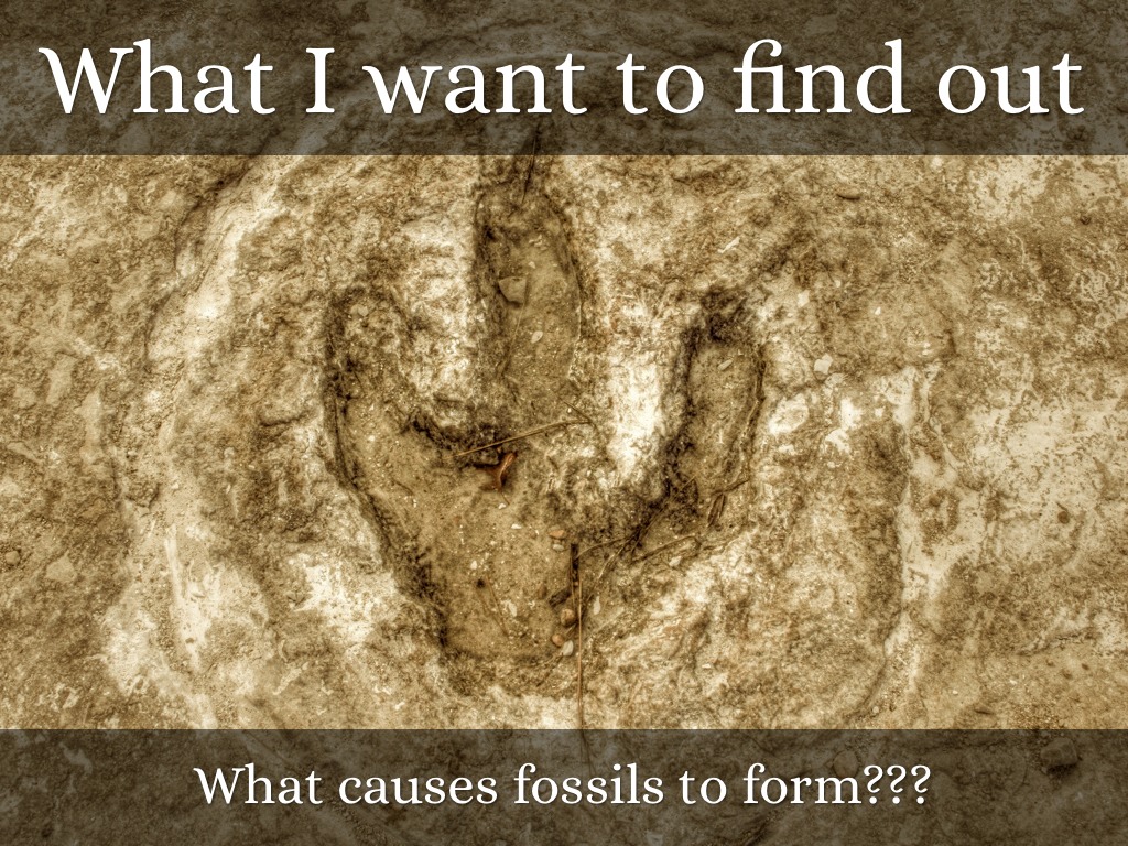 Fossils Creation by Leo evers