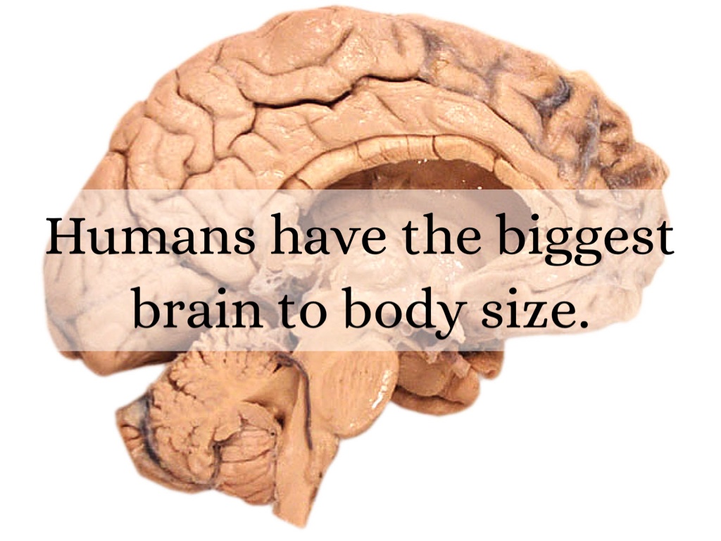 Brain Facts by Anastasia Timoshenko
