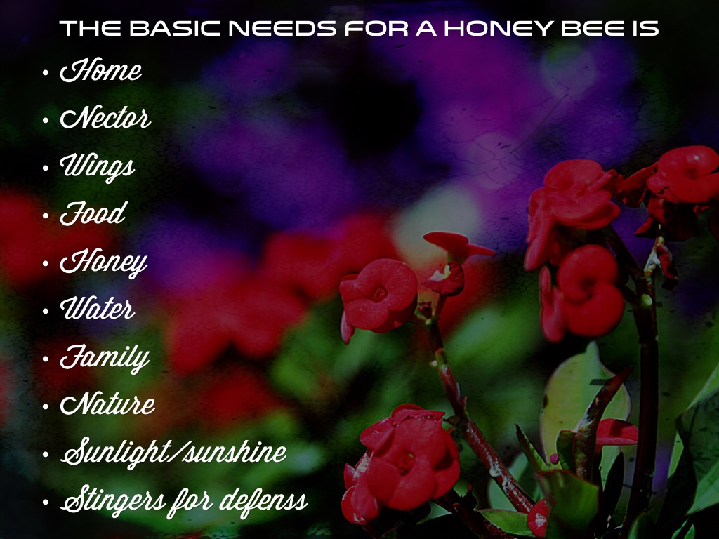 Honey Bee Vs Lima Bean by Valley Ranch