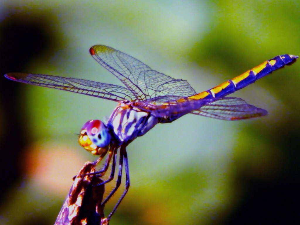 Damselfly by herecomesmad