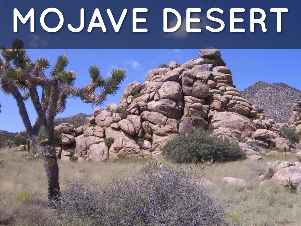 Mohave Biome by Joshua Osburn