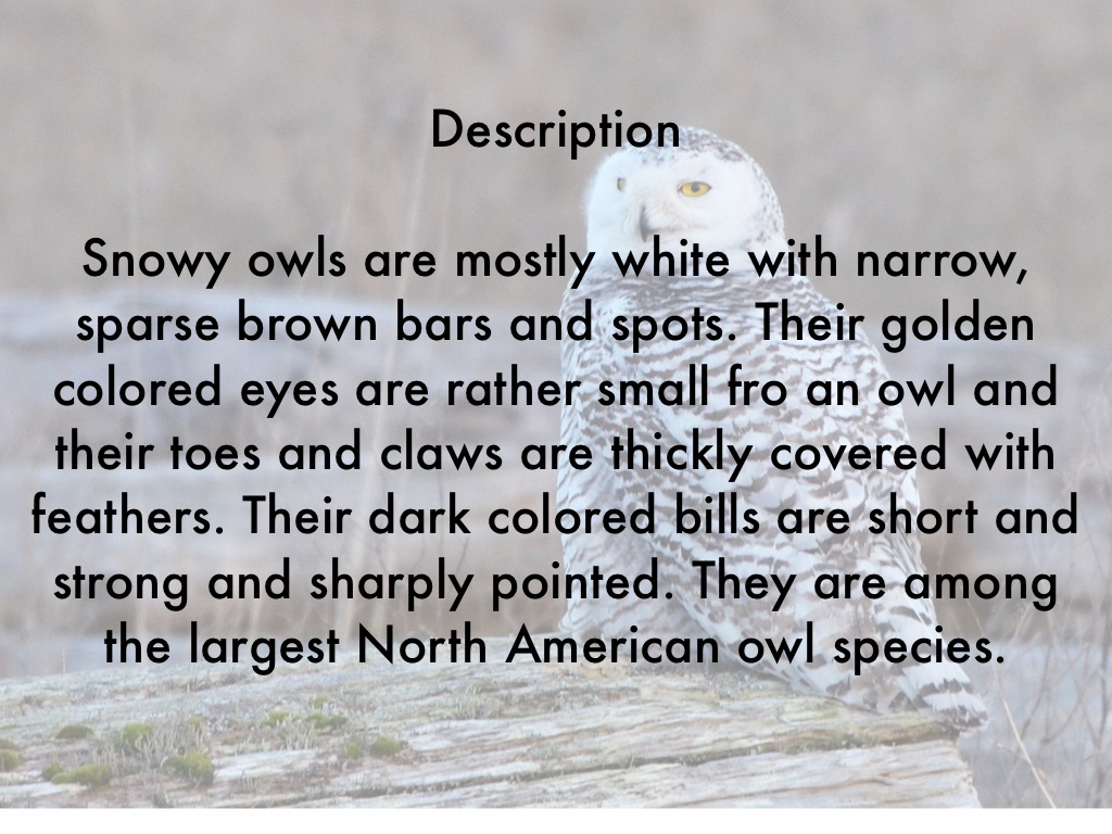 Snowy Owls by Peggy Parker