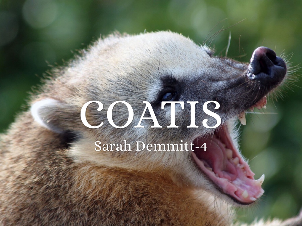 Coatis by Sarah Demmitt