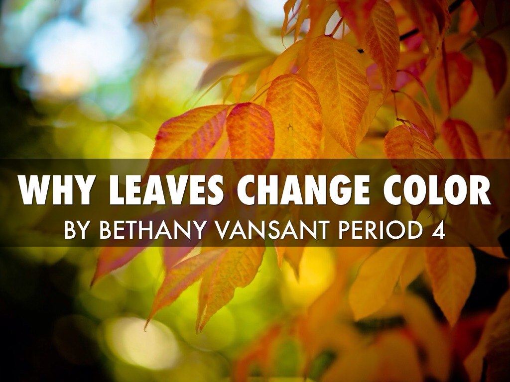 Why Leaves Change Color Part 1 by bethany V