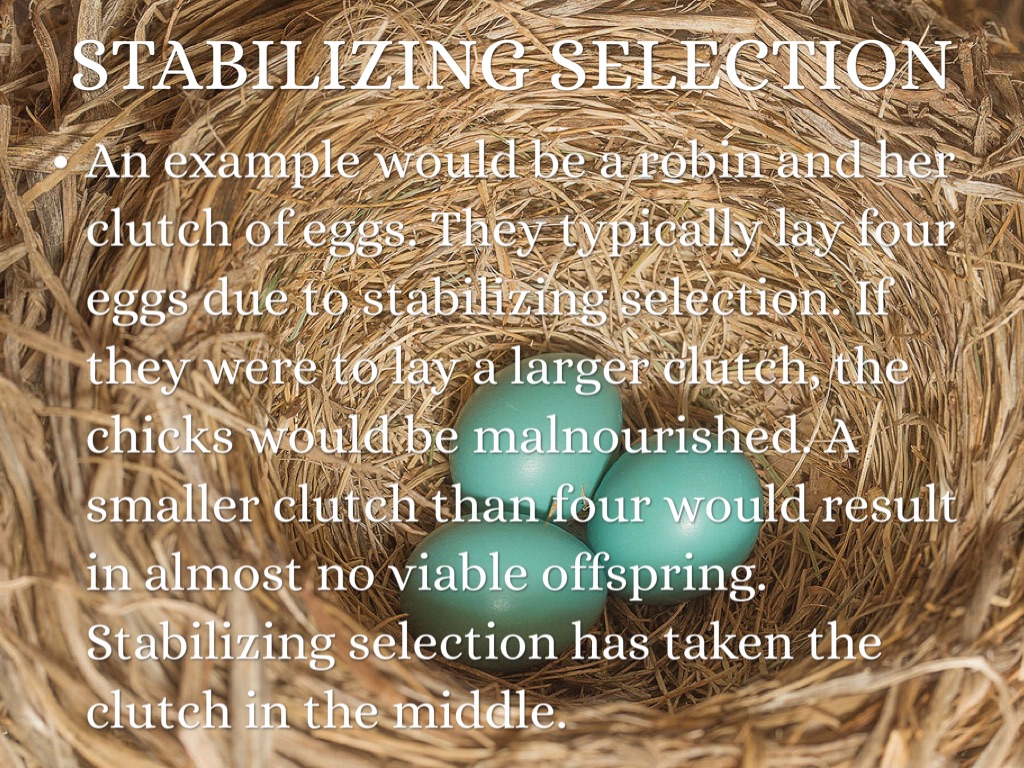 Evolution by Grace Terrell