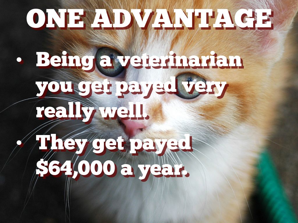 veterinians by Samantha Feduccia