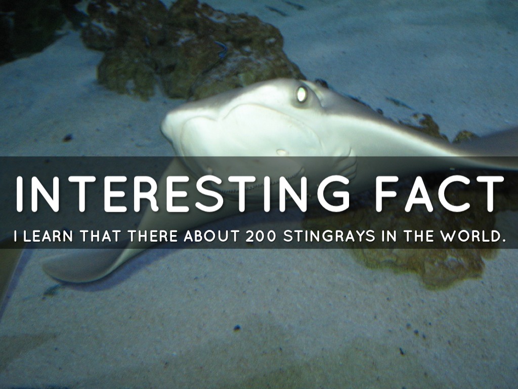 Stingrays by langstonlmc