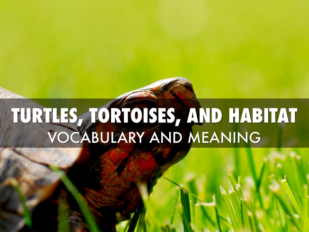 Habitat And Turtle Vocabulary Hannah by Class I218