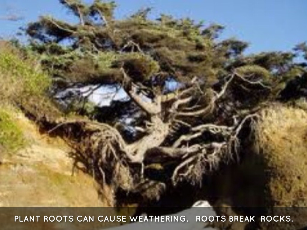 Plant Roots Breaking Rock