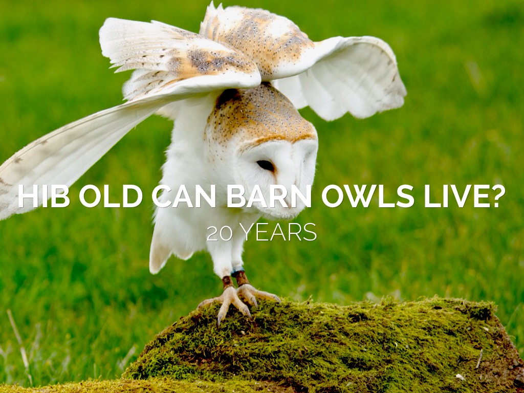 What Is Haiku Deck? by Allie Cristofori