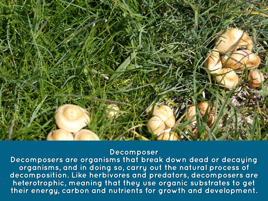 Ecosystems by chasity Mckellar