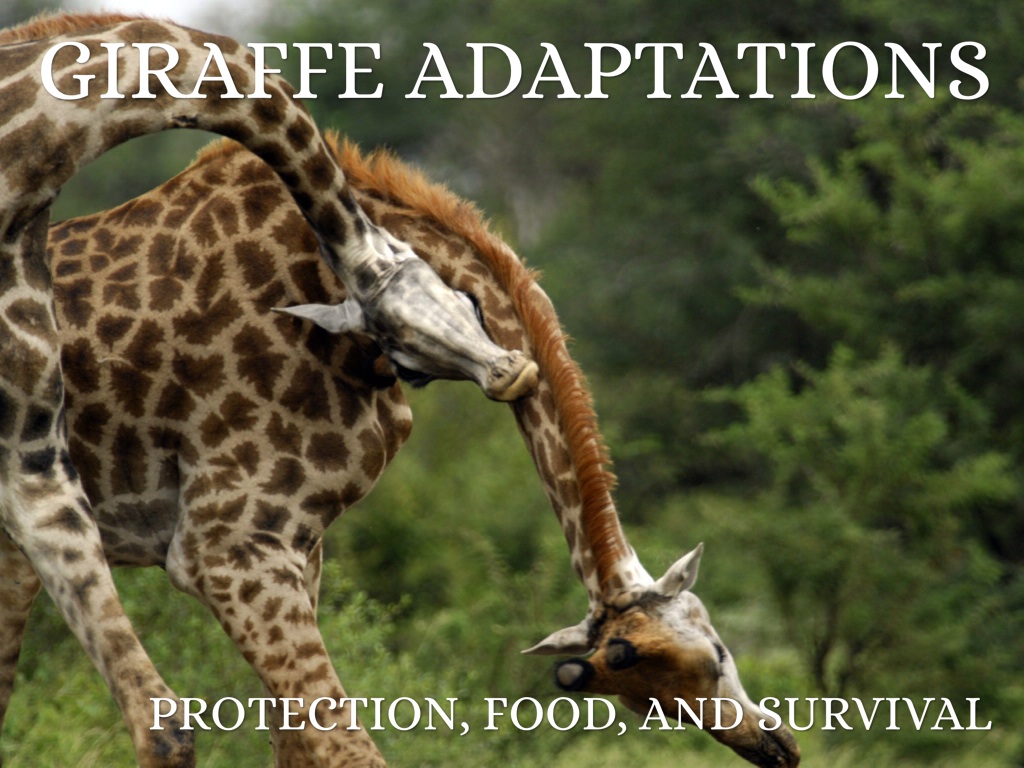 Giraffe by Kristina Galloway