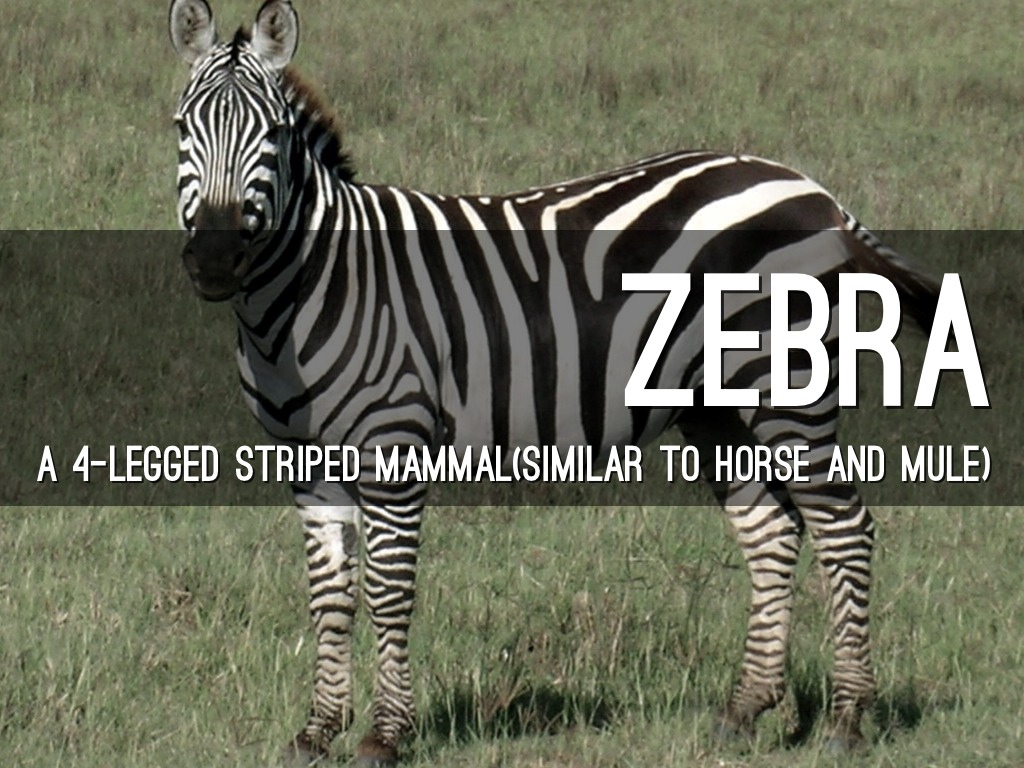 Abc Book by Jordan Thurmond