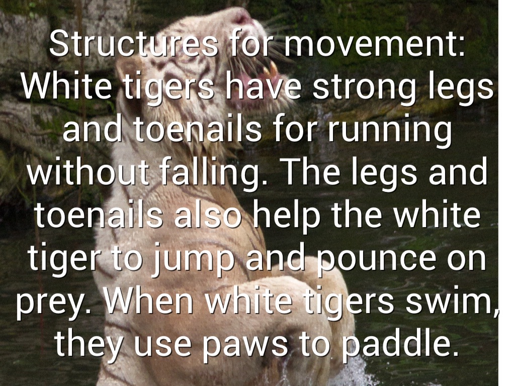 White Tiger by Palmer Floyd