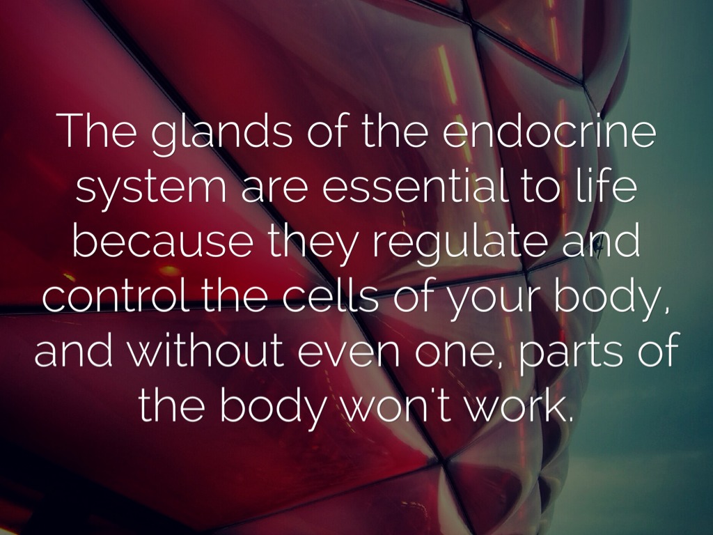 Endocrine System by Hanna Flores