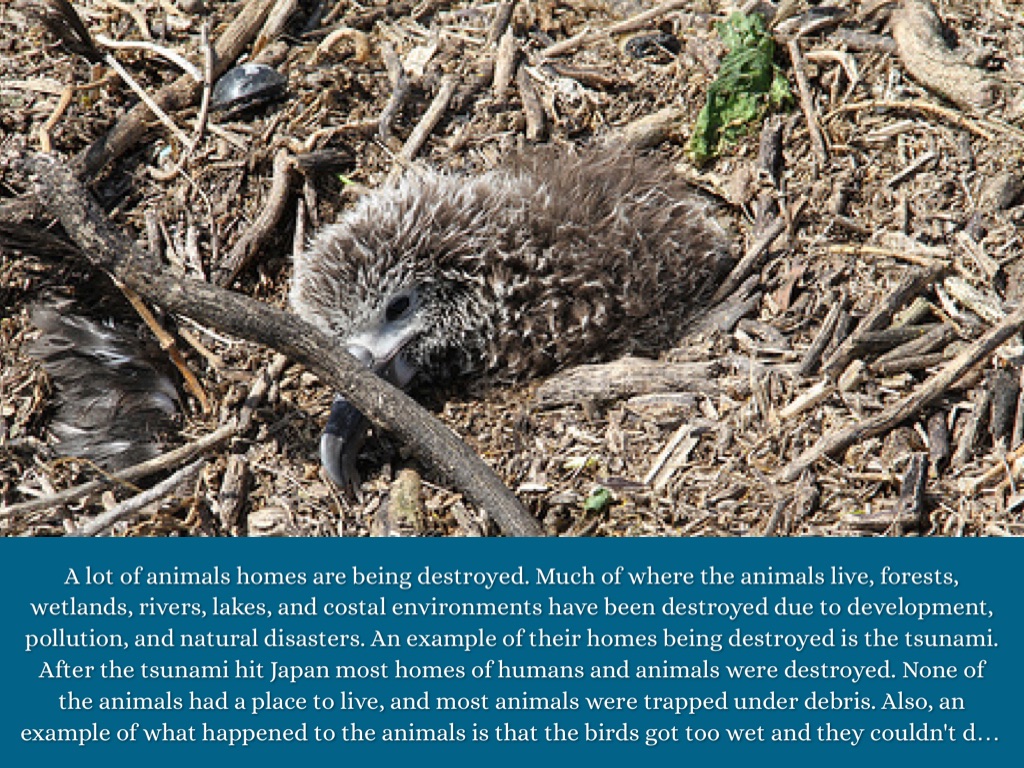 Destructive Wildlife by Chloe Festa