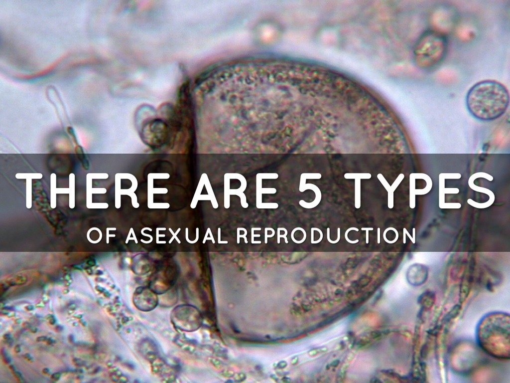 Asexual Reproduction By Austin Wilbur