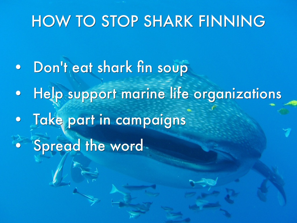 Finning by Savannah Ponte