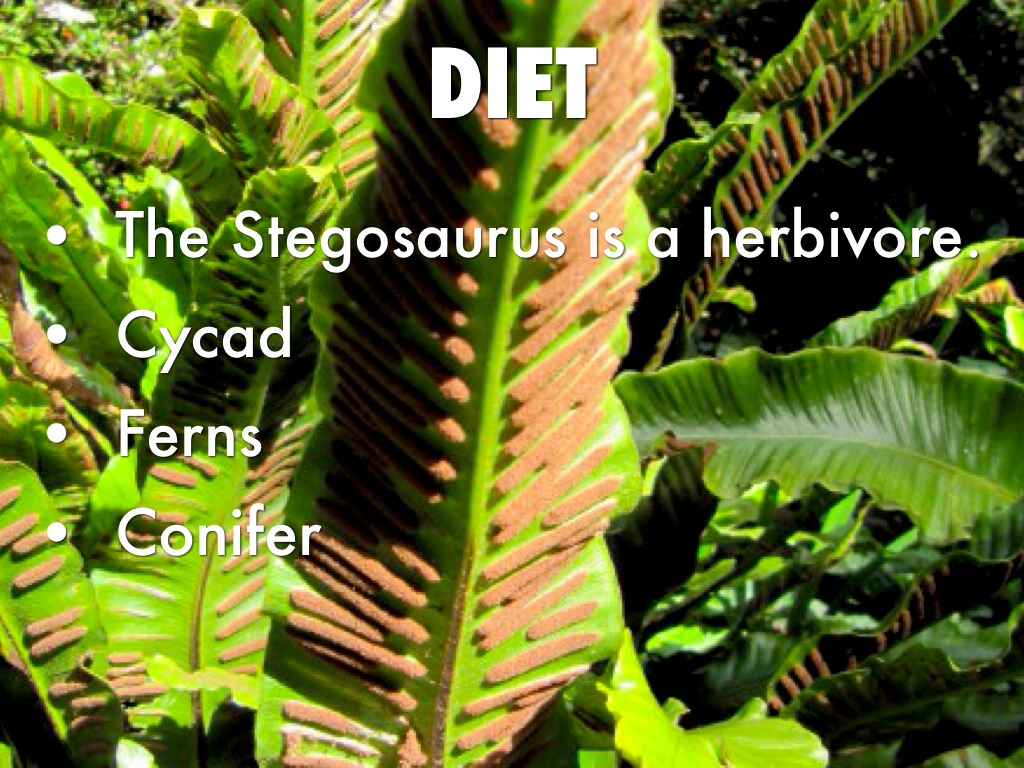 THE STEGOSAURUS by Mattie Taylor