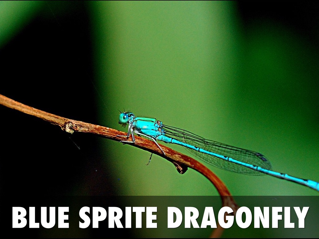 Harini Sungei Buloh Field Guide by class i206