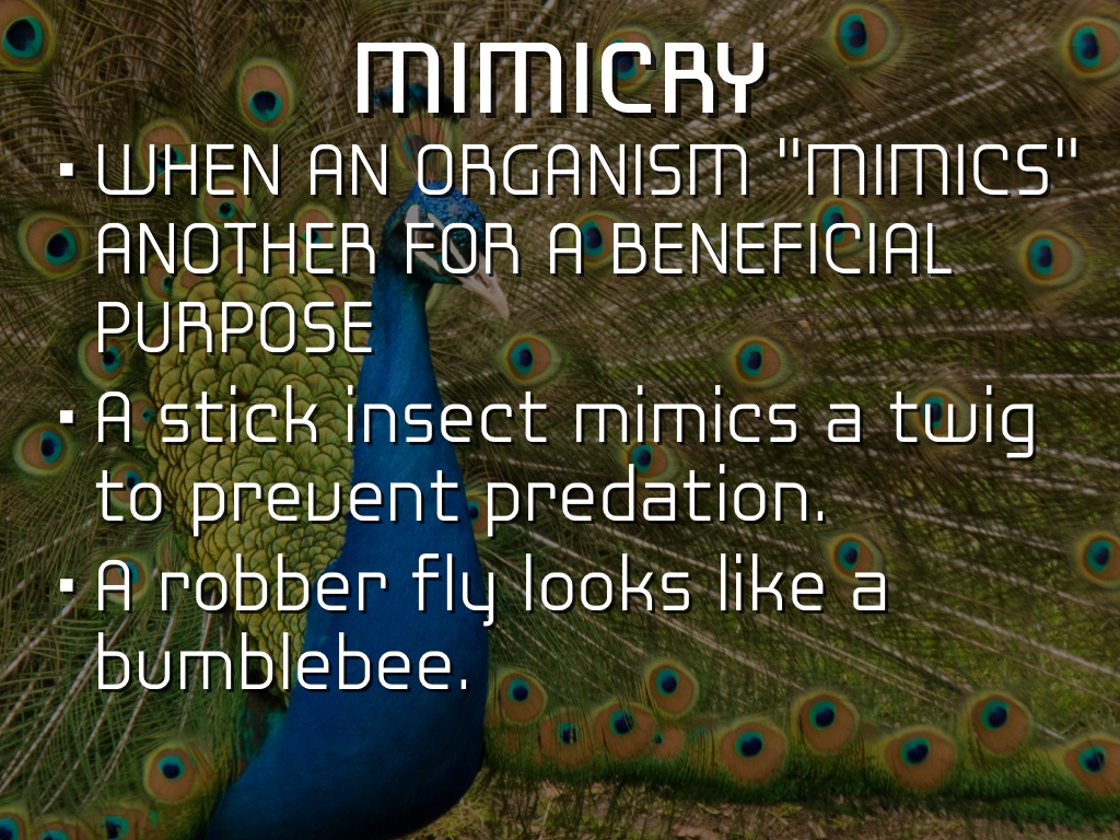 Review Bio by Jake Raether