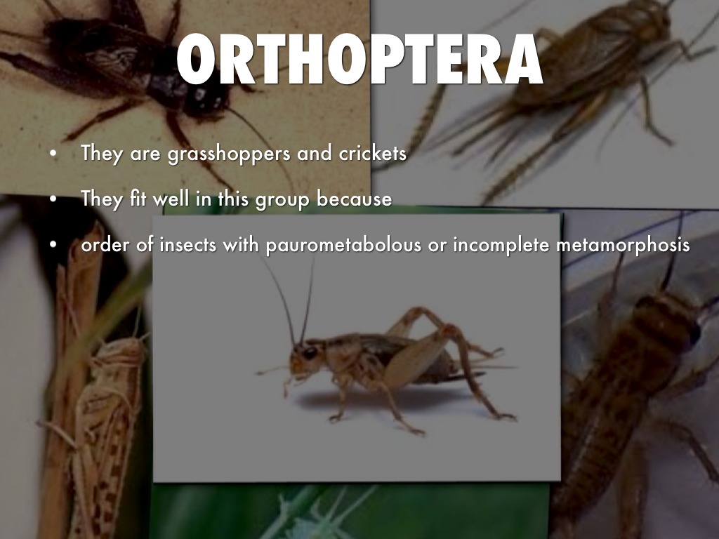 8 Insect Order by Skyler Kelley