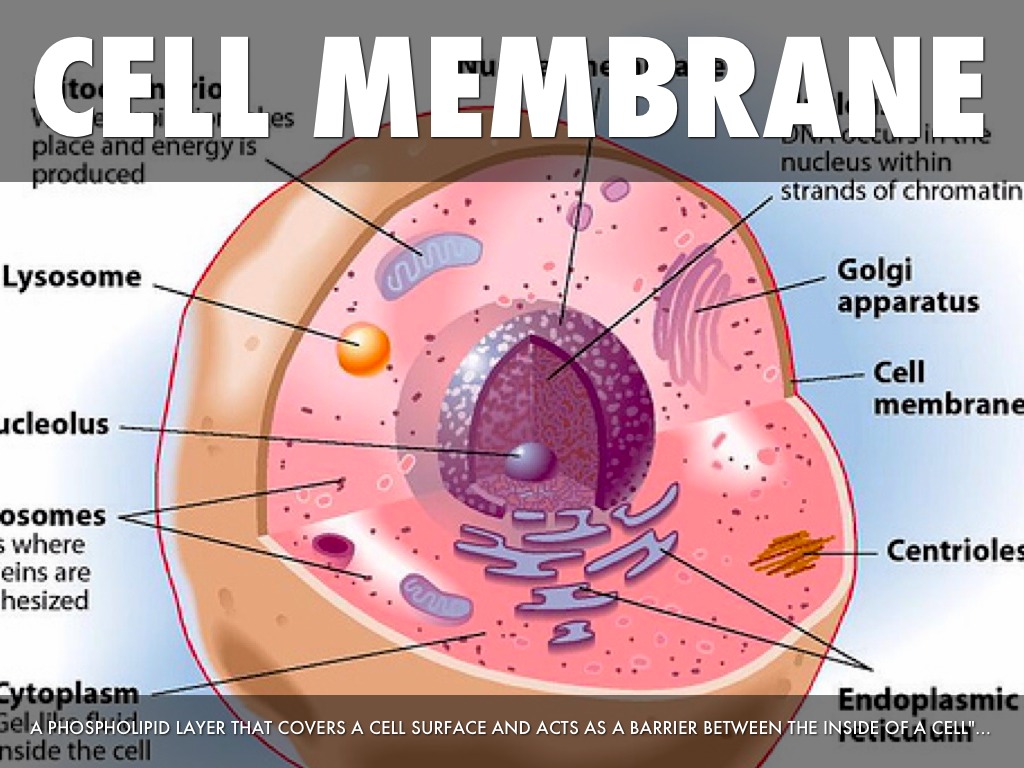 Cell Parts