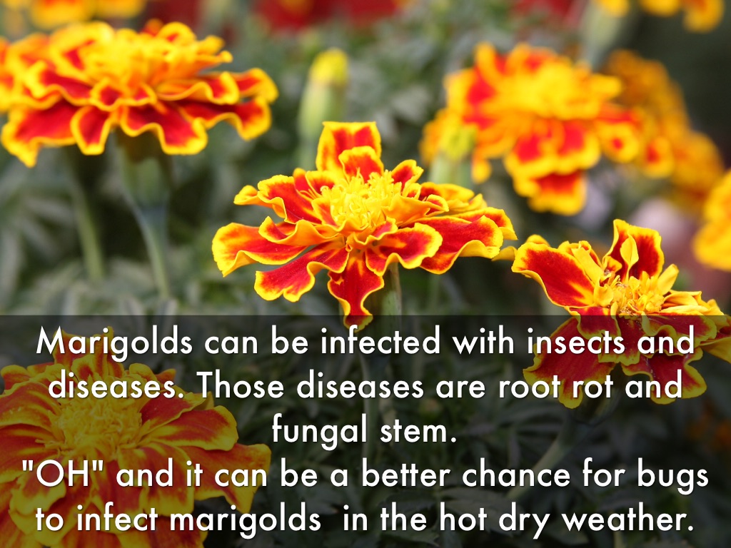 marigolds!