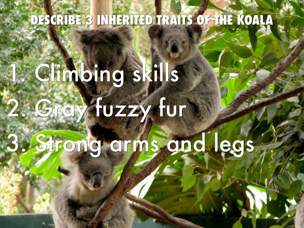 Koalas by Melanie Burford