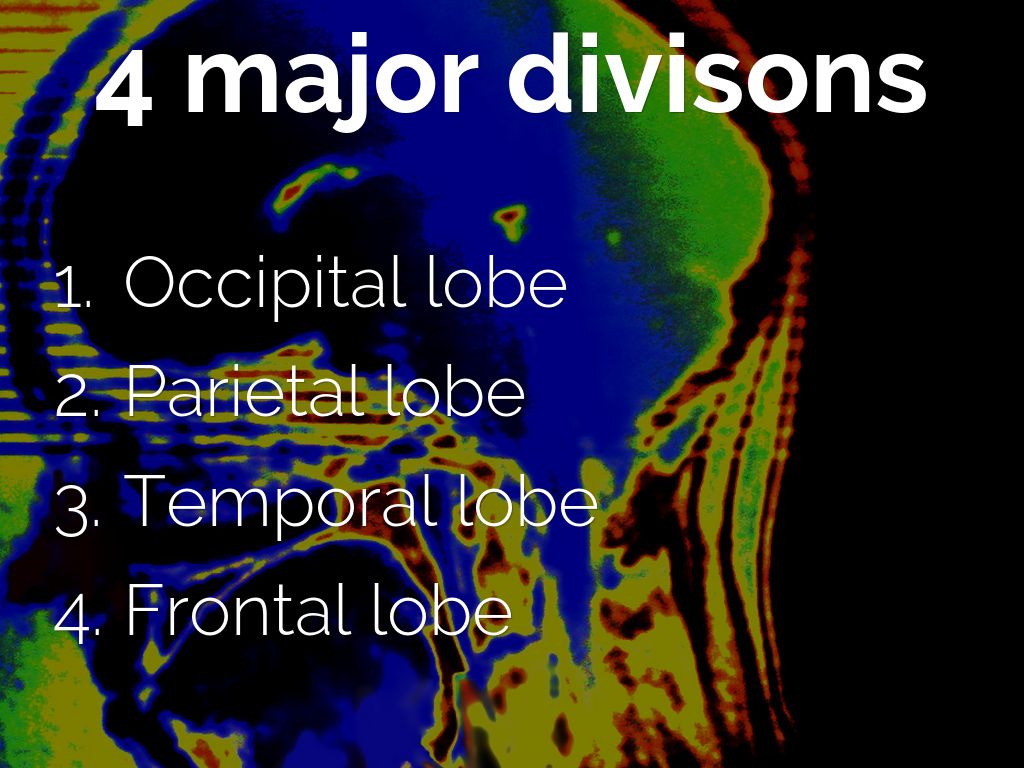 How does each of the 4 major divisions of the cerebral