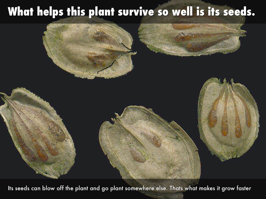 Invasive Species by Beth Grannell