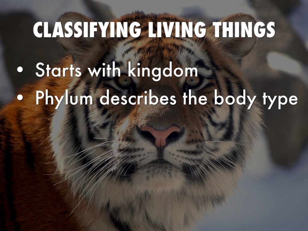 Honey Bee Phylum by mat24777