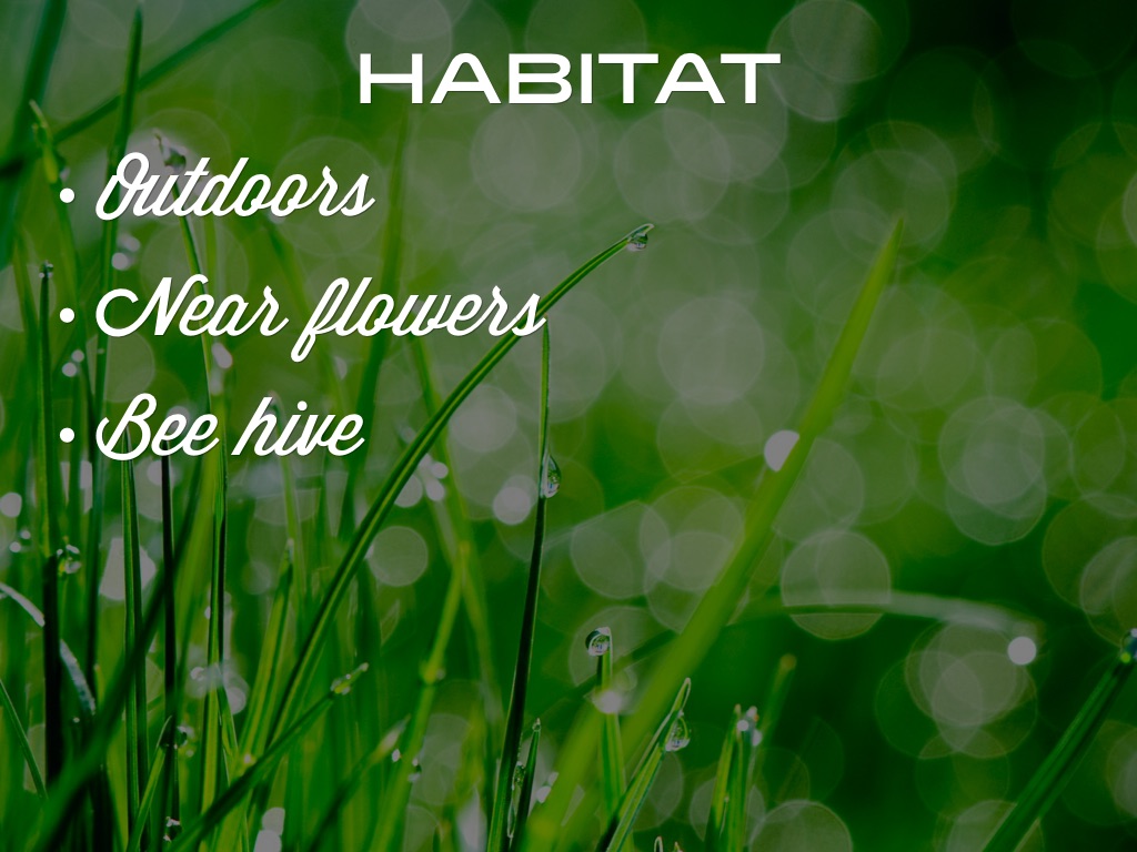 Honey Bee Vs Lima Bean by Valley Ranch