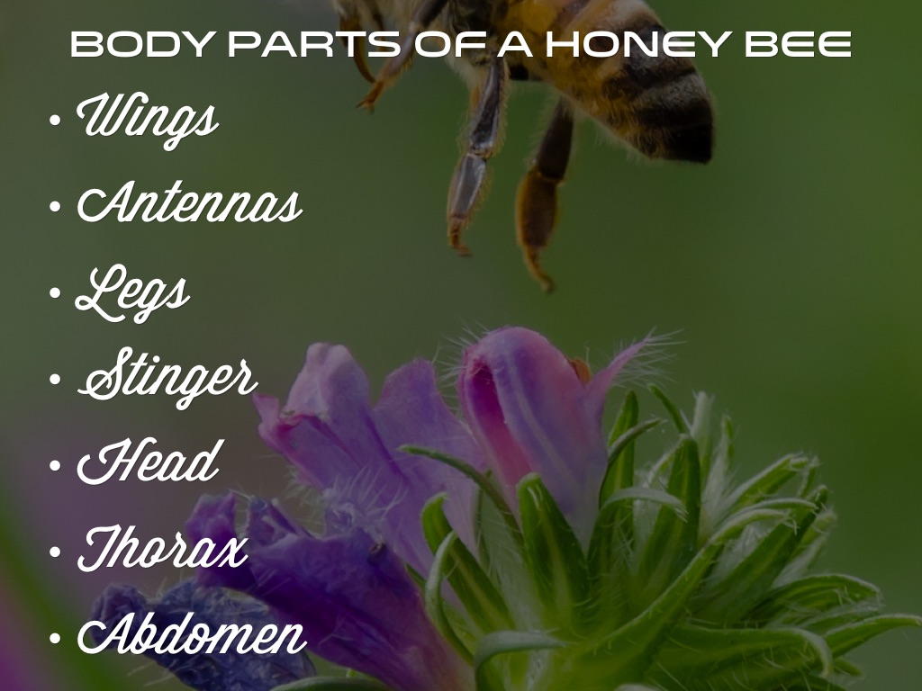 Honey Bee Vs Lima Bean by Valley Ranch